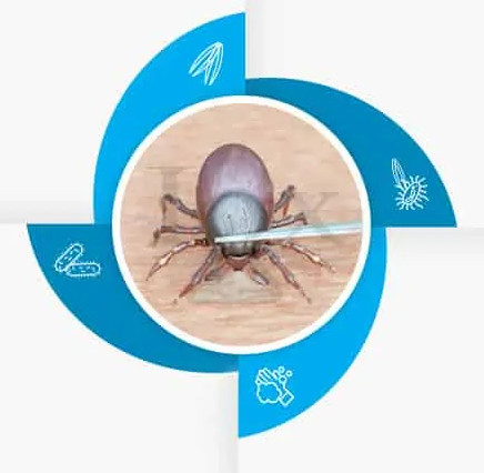 IGeneX | Lyme Disease Treatment | Paradigm Health